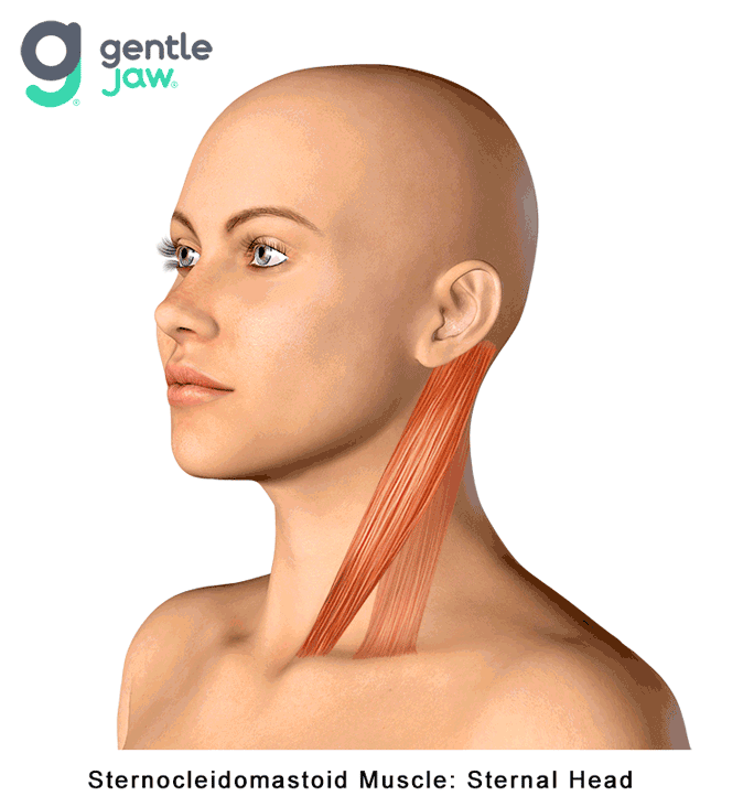 Muscles that Refer Pain into the TMJ